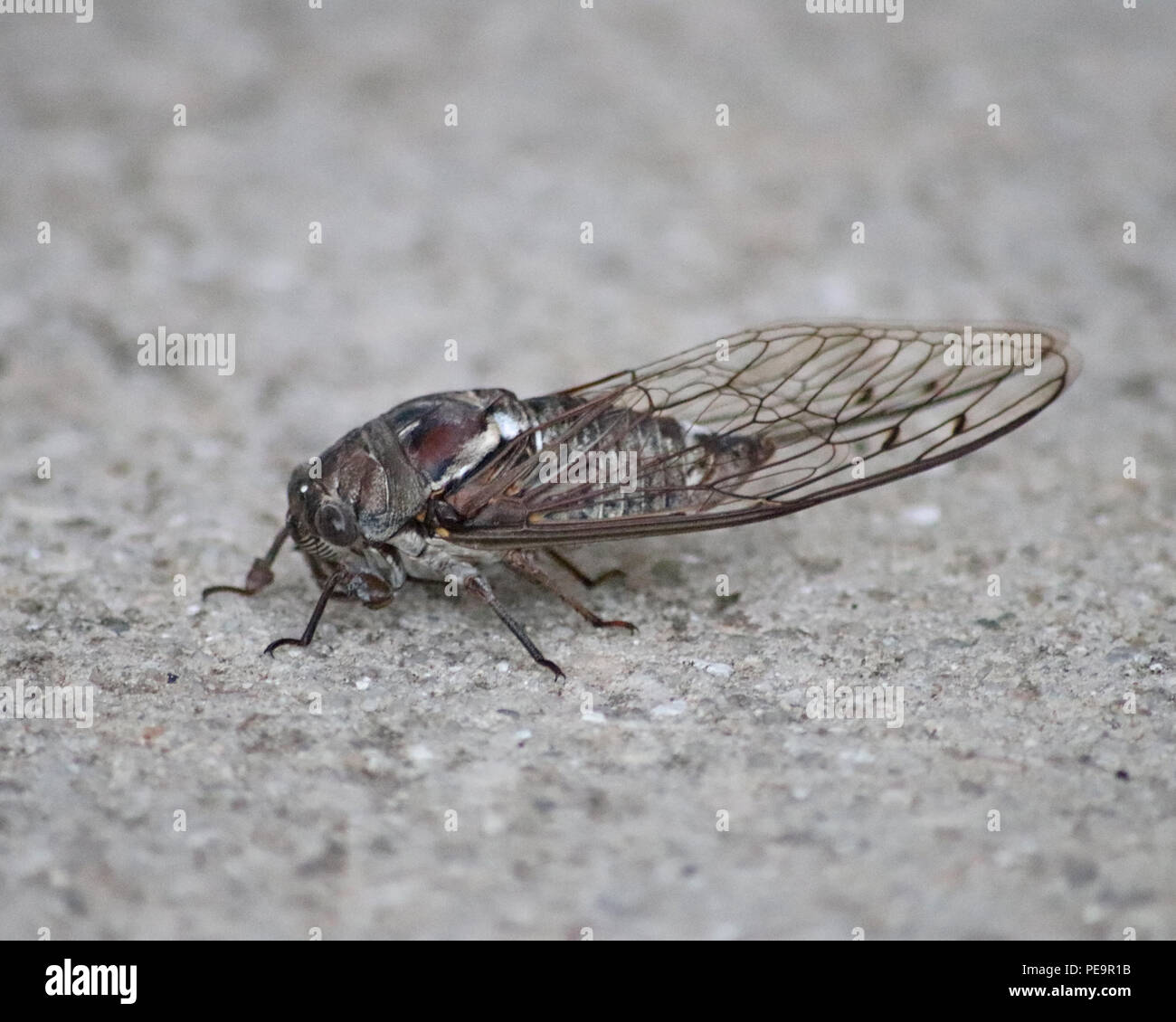 Buzzing sound hi-res stock photography and images - Alamy