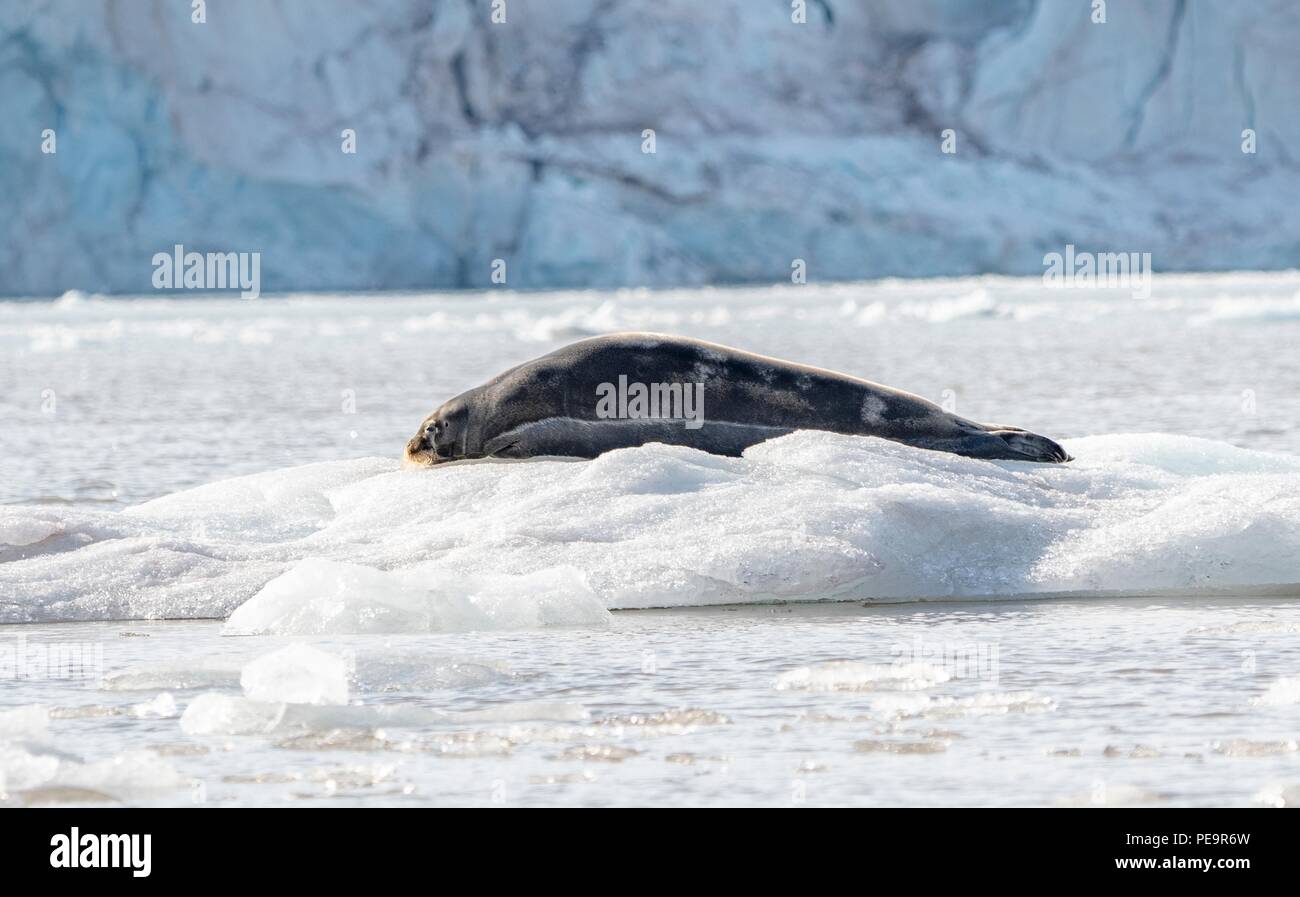 a bearded seal lays relaxed on the ice in front of an glacier in ...