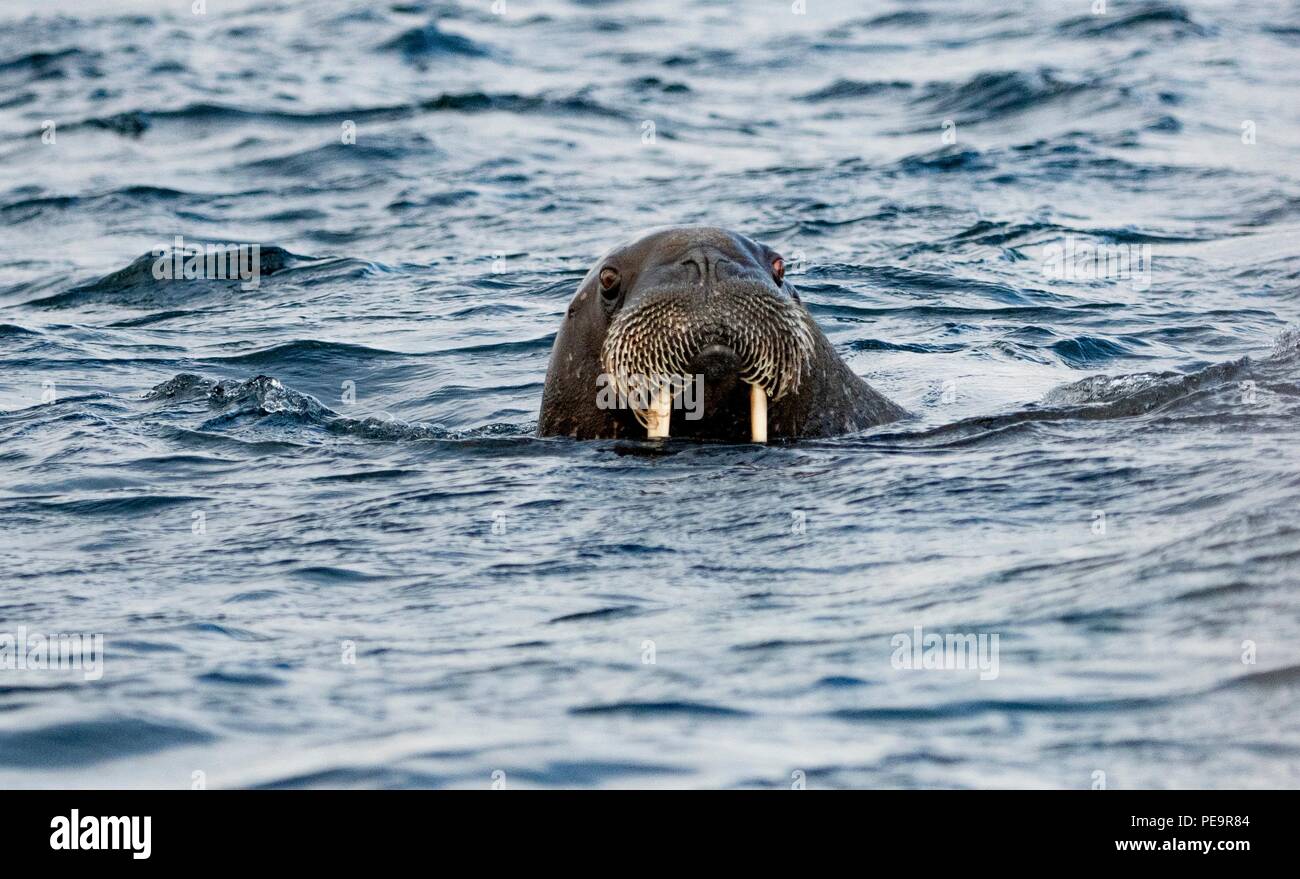 walrus coming to investigate the zodiak boat swimming out from land and ...