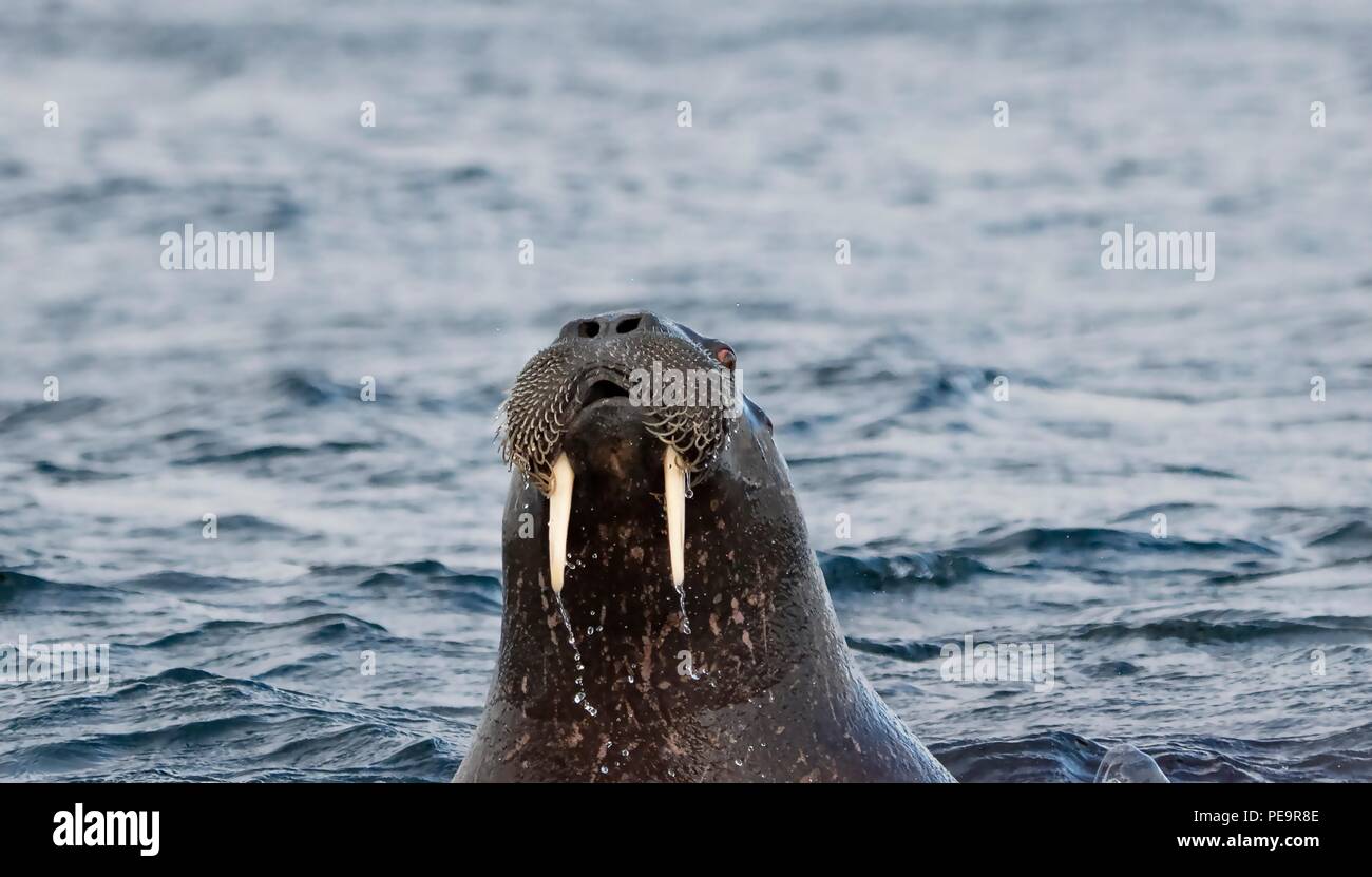 walrus coming to investigate the zodiak boat swimming out from land and ...