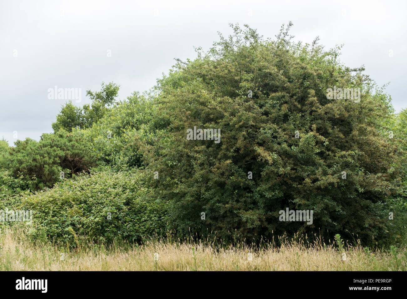 Crataegus Monogyna, Common Hawthorn tree in June, Dorset, UK Stock ...