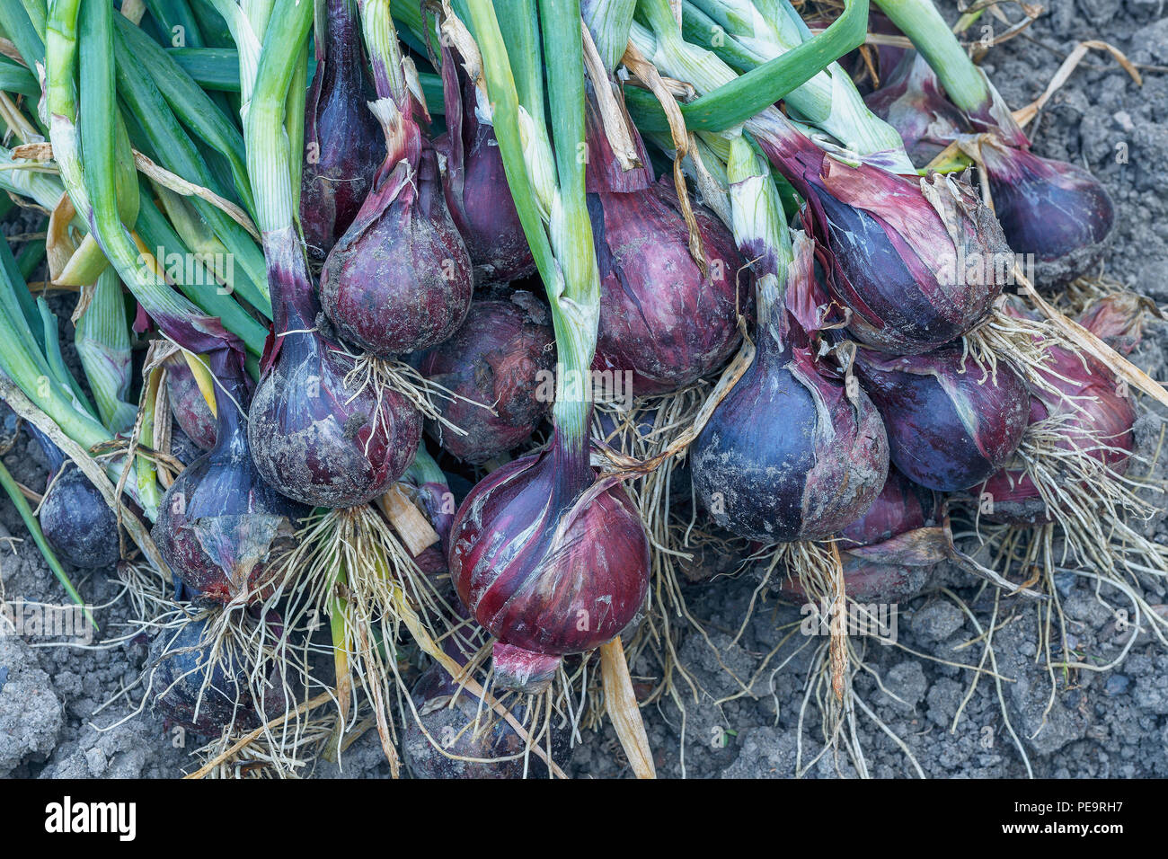 a bunch of freshly assembled blue onions lying on a earth closeup Stock ...