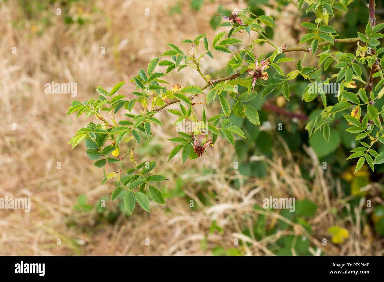 Rosa Canina, Dog-rose leaves with dying flowers, Dorset, UK Stock Photo ...