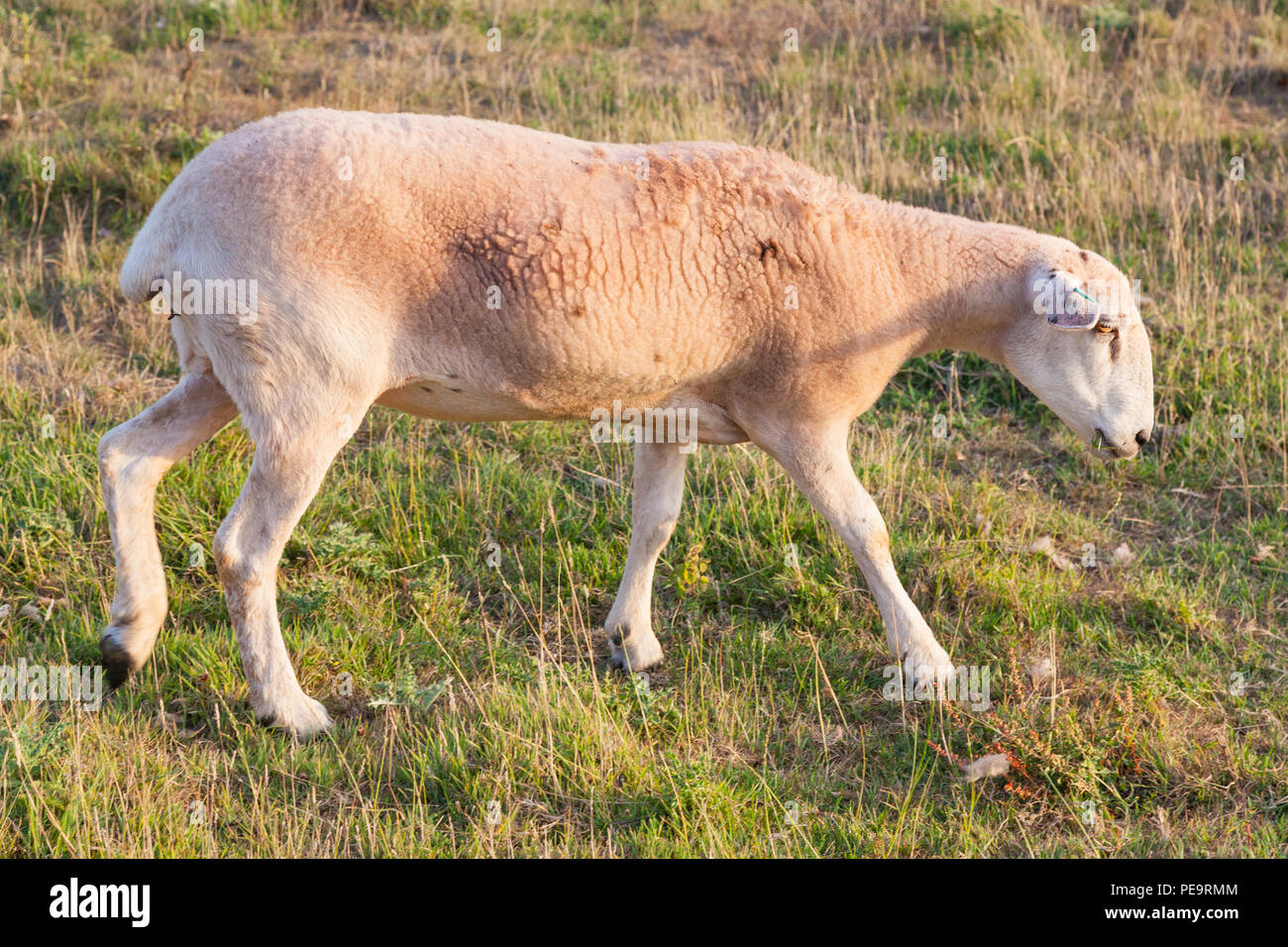 Poll dorset sheep hi-res stock photography and images - Alamy