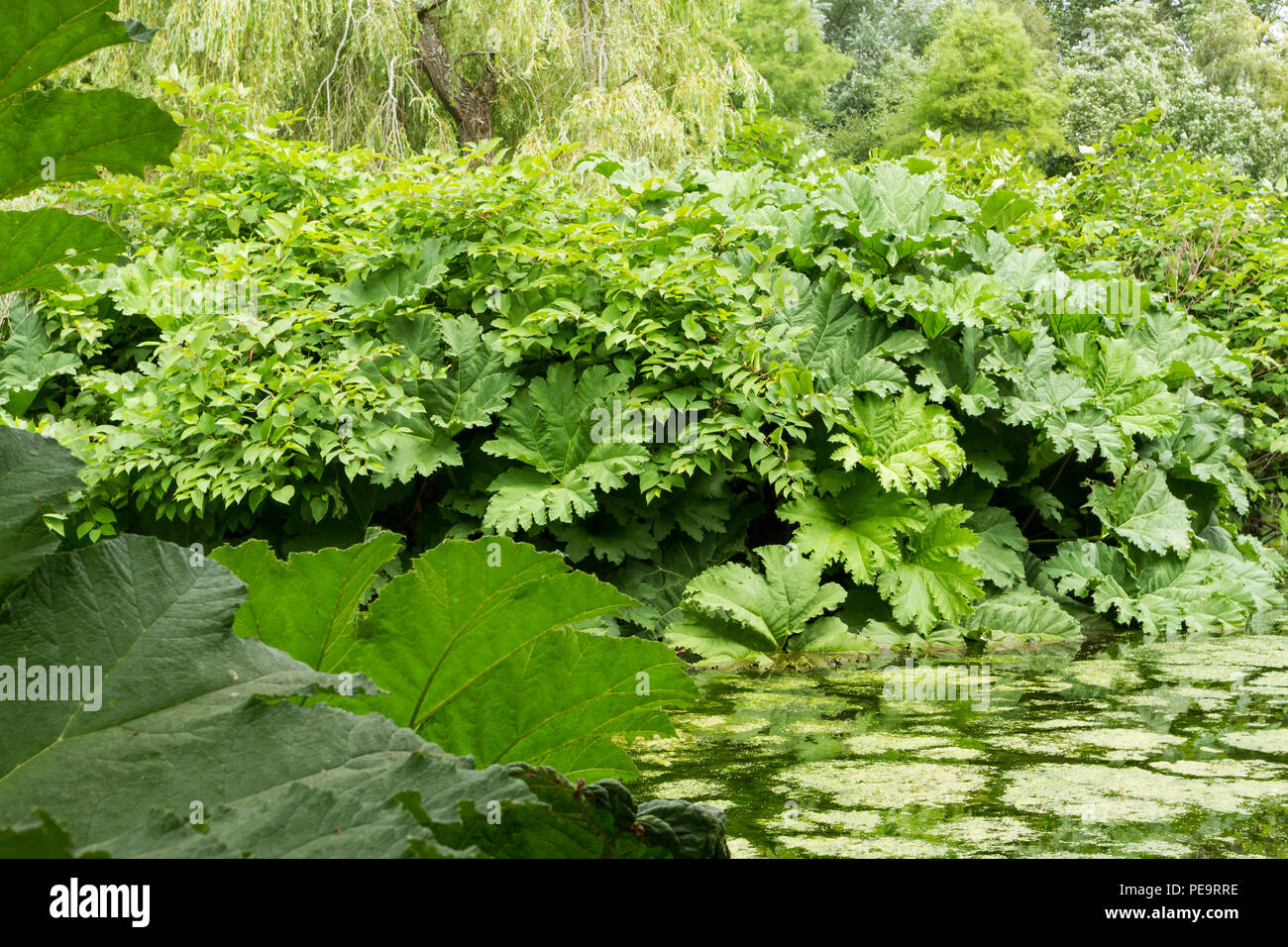 Gunnera Manicata plants growing beside a lake in summertime, England ...