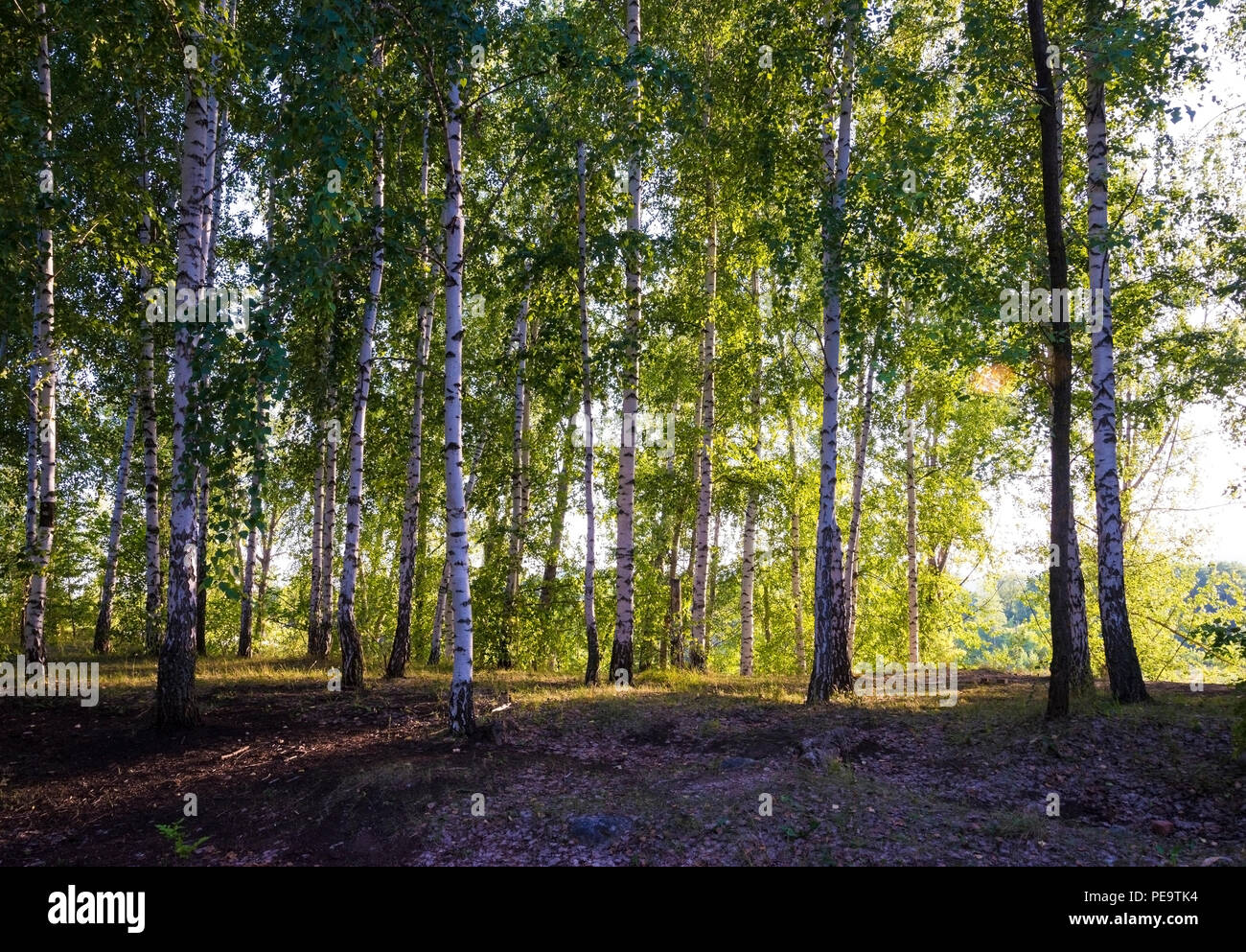Russian forest in Samara region, Russia, illuminated by the sun Stock ...