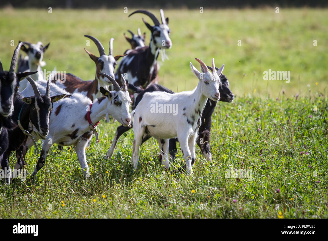 Mountain goats (Capra aegagrus hircus Stock Photo - Alamy