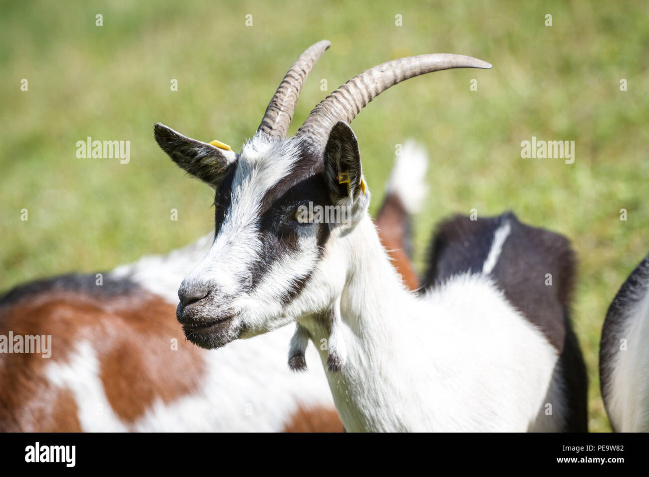 Peacock Goat, Pfauenziege (Capra aegagrus hircus Stock Photo - Alamy