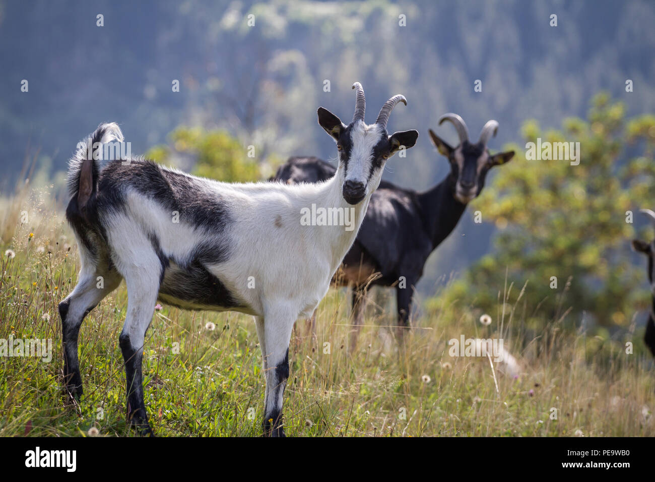 Mountain goats (Capra aegagrus hircus Stock Photo - Alamy
