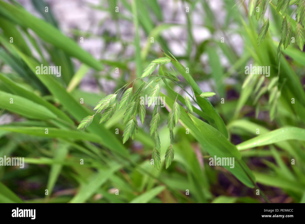 Xeriscape species hi-res stock photography and images - Alamy