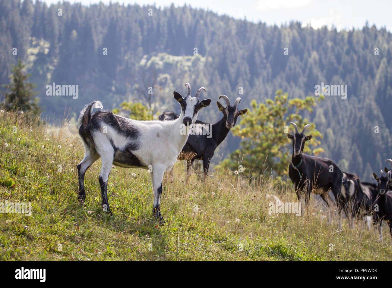 Mountain goats (Capra aegagrus hircus Stock Photo - Alamy