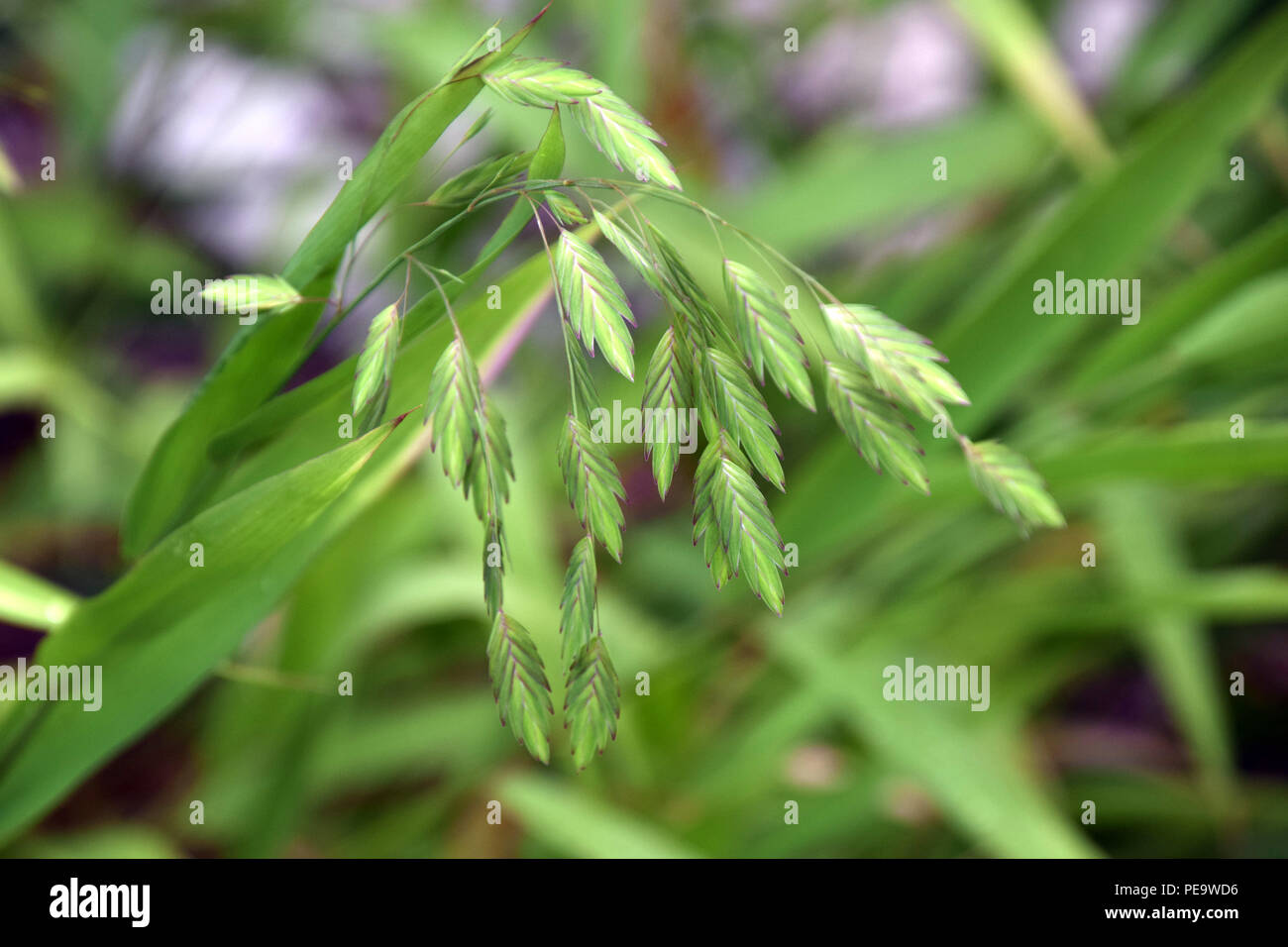 flowering ornamental grass in summer, flowering Chasmanthium latifolium ...