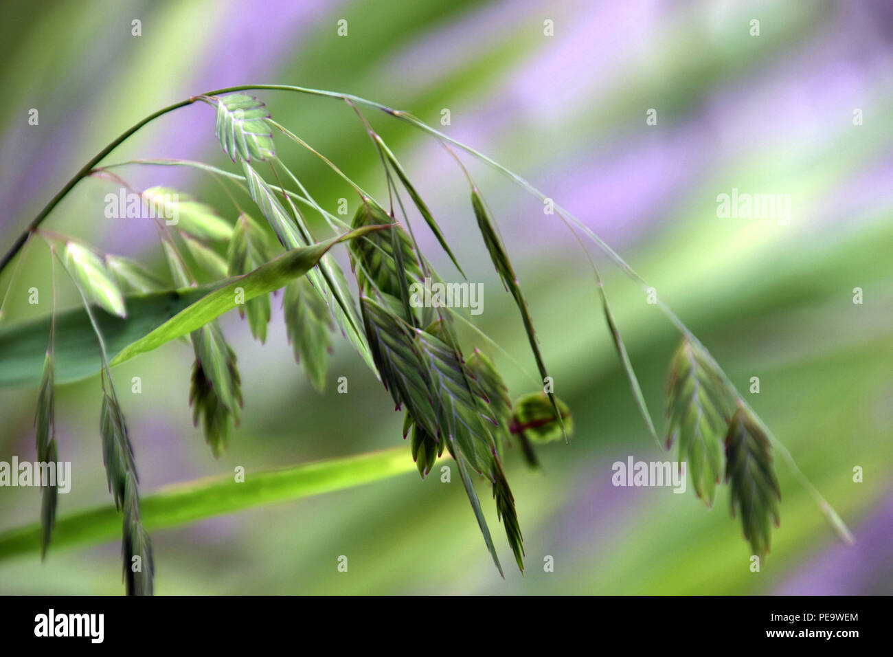 flowering Chasmanthium latifolium known as woodoats, inland sea oats ...