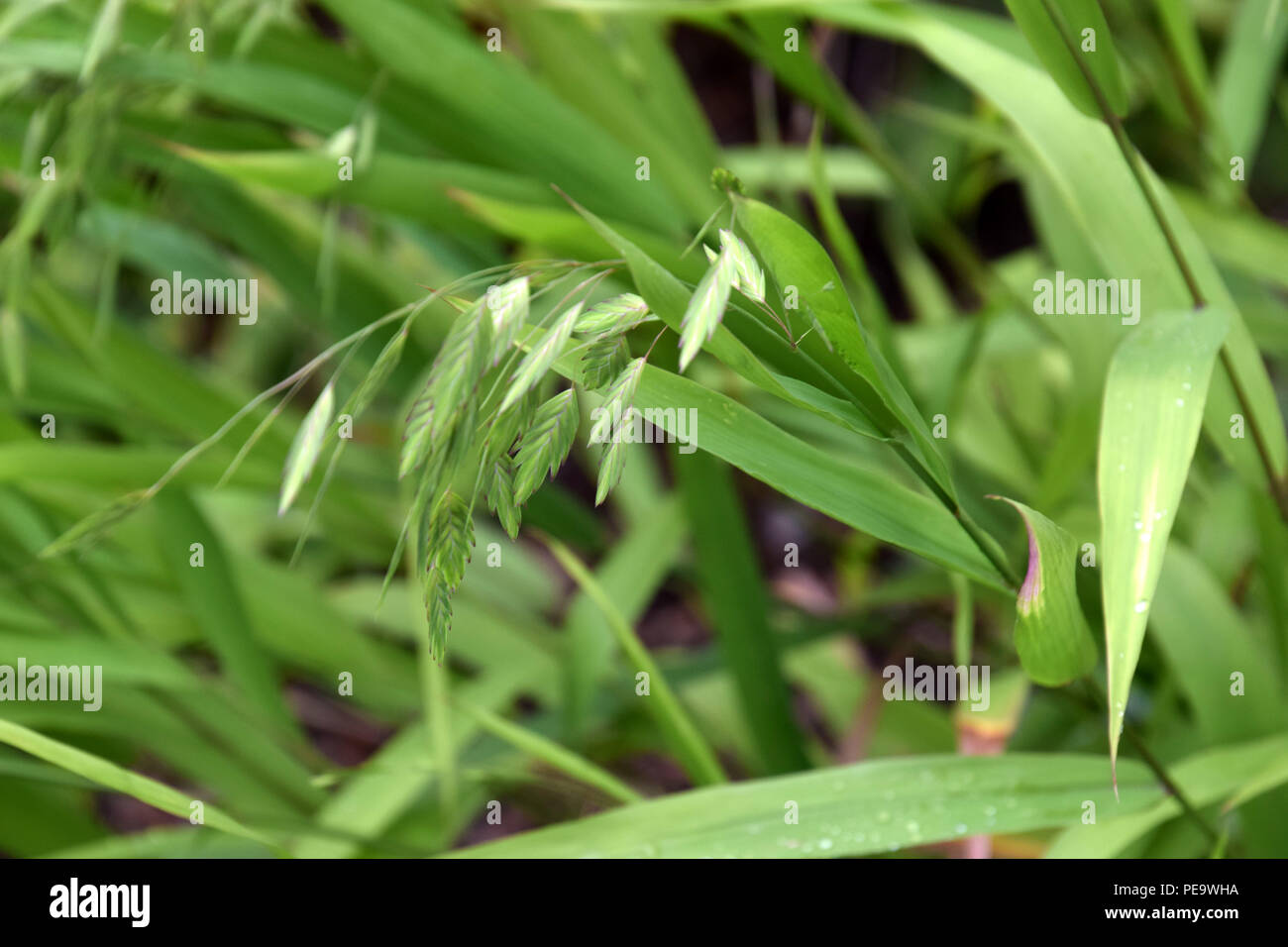 woodoats grass background, flowering Chasmanthium latifolium known as ...