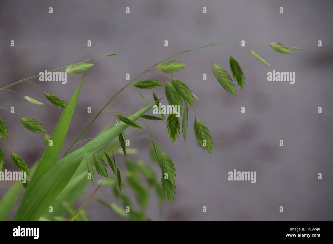 soft focus of an inland sea oats grass in front of pastel-colored ...
