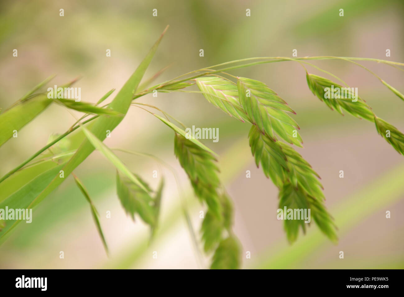 beautiful delicately flowers of a norhtern sea oats grass, flowering ...