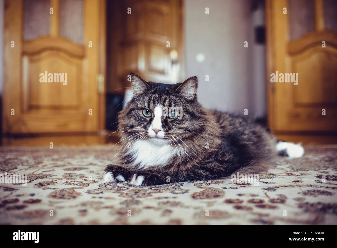 Cat on the carpet. Beautiful cat in the house Stock Photo - Alamy