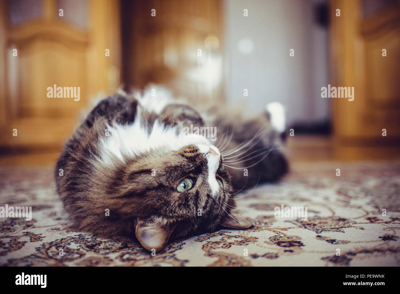 Cat on the carpet. Beautiful cat in the house. The cat lies on its back ...