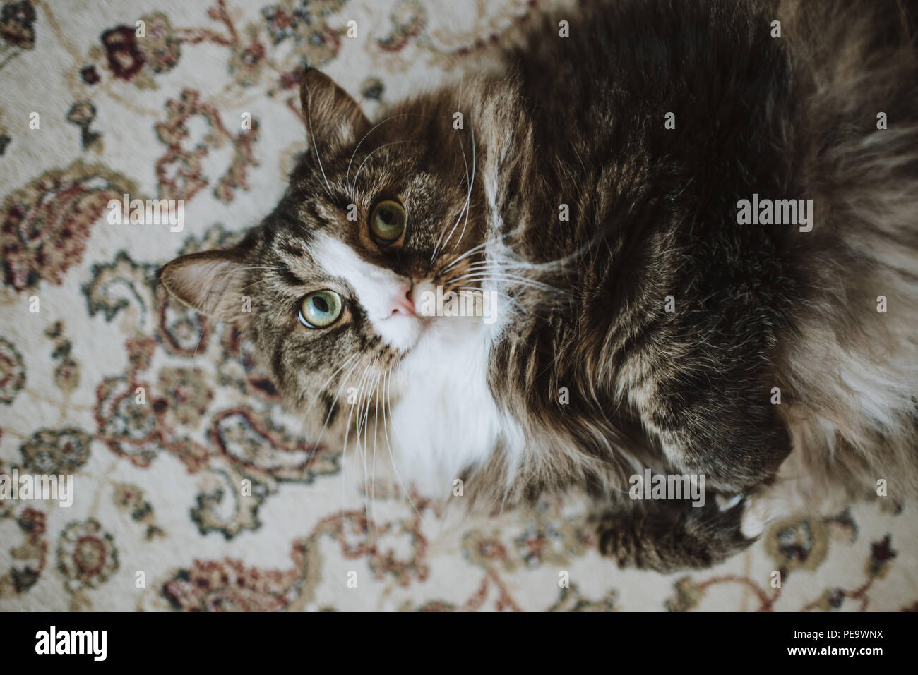 Cat on the carpet. Beautiful cat in the house. The cat lies on its back ...