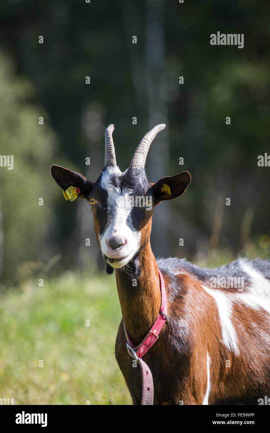 Tauernschecken hi-res stock photography and images - Alamy
