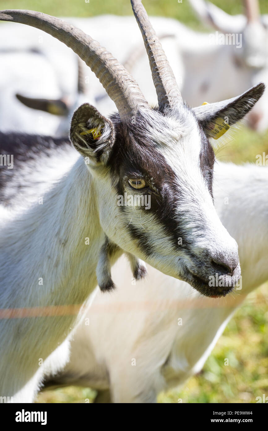 Peacock Goat, Pfauenziege (Capra aegagrus hircus Stock Photo - Alamy