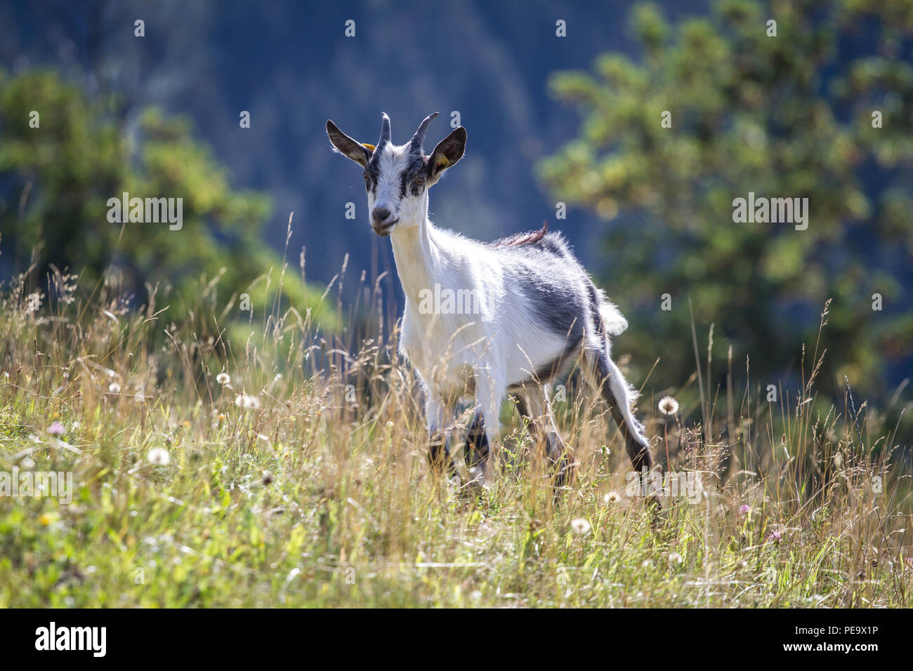 Peacock Goat, Pfauenziege (Capra aegagrus hircus Stock Photo - Alamy