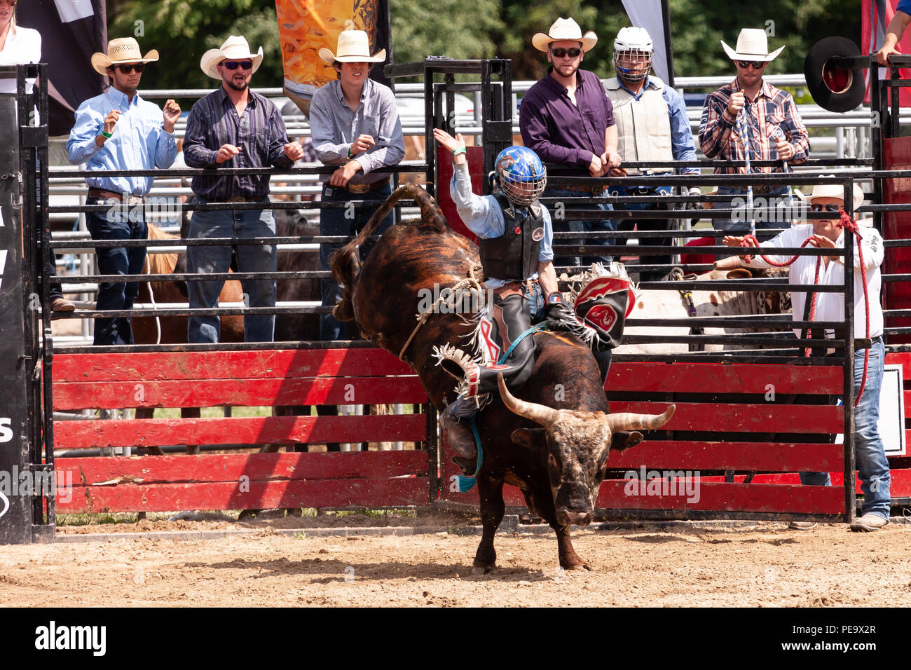 Professional cowboys compete in the bull riding portion of the 2018 Ram ...