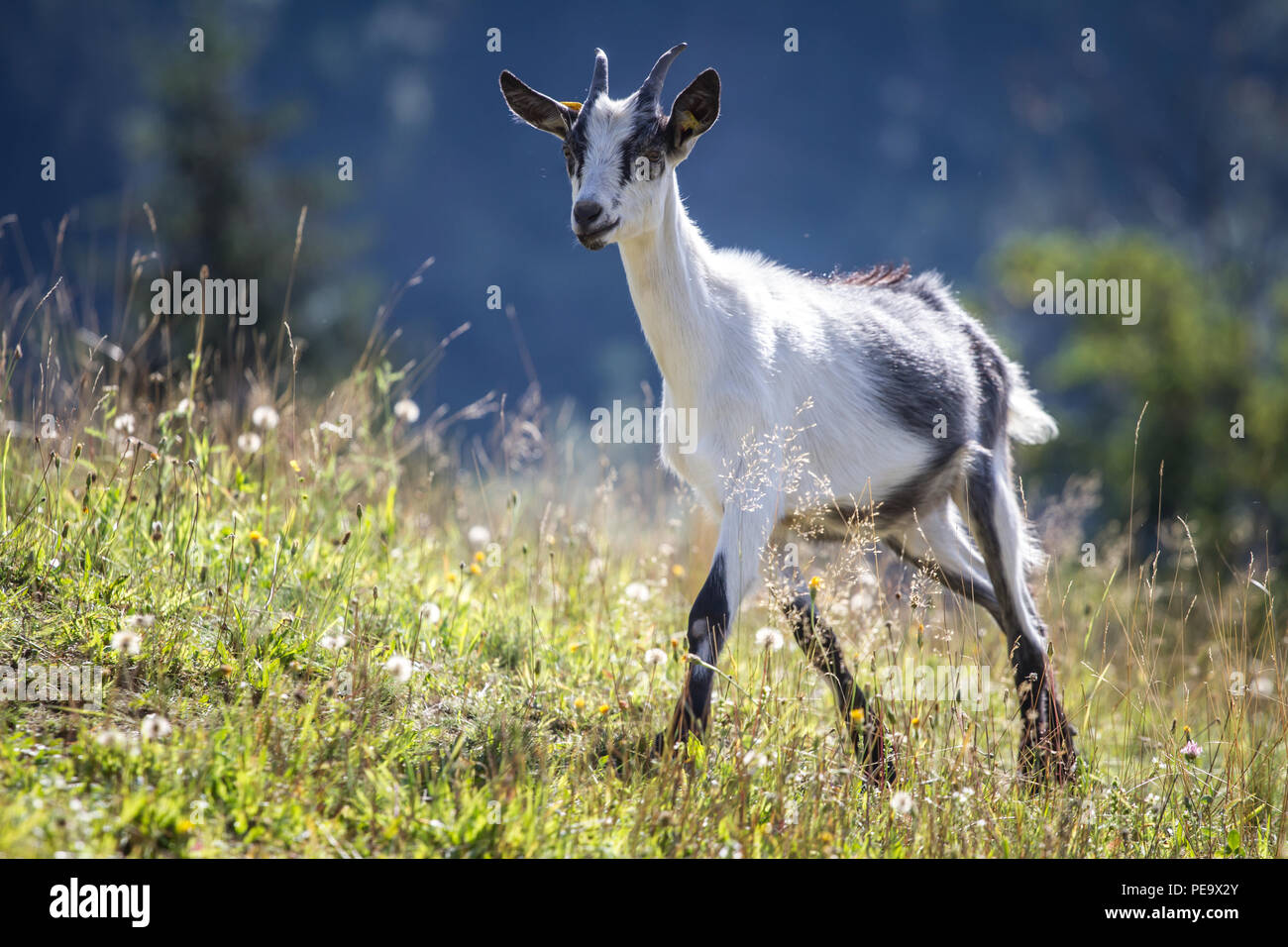 Peacock Goat, Pfauenziege (Capra aegagrus hircus Stock Photo - Alamy