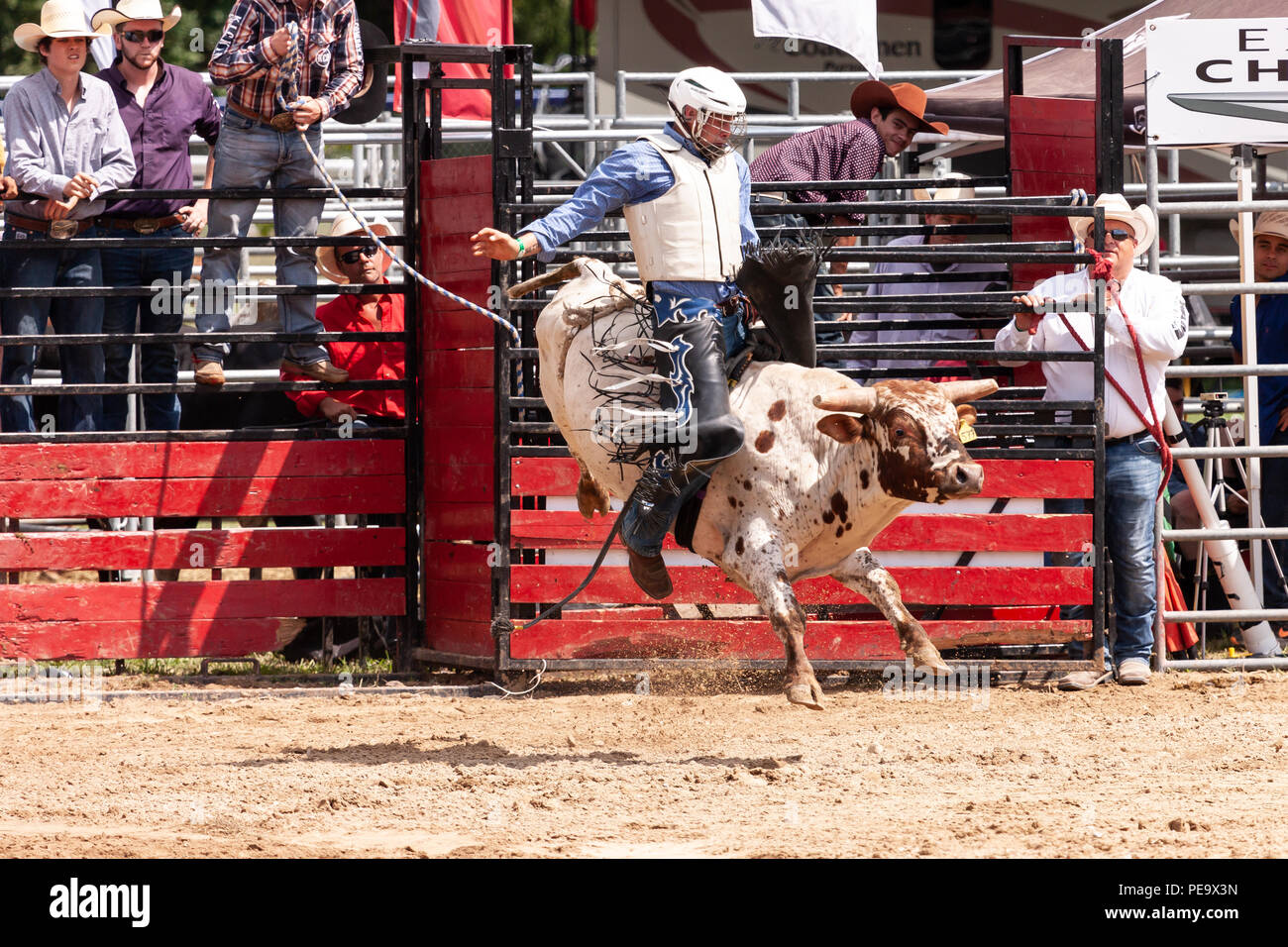 Bull riders chutes hi-res stock photography and images - Alamy