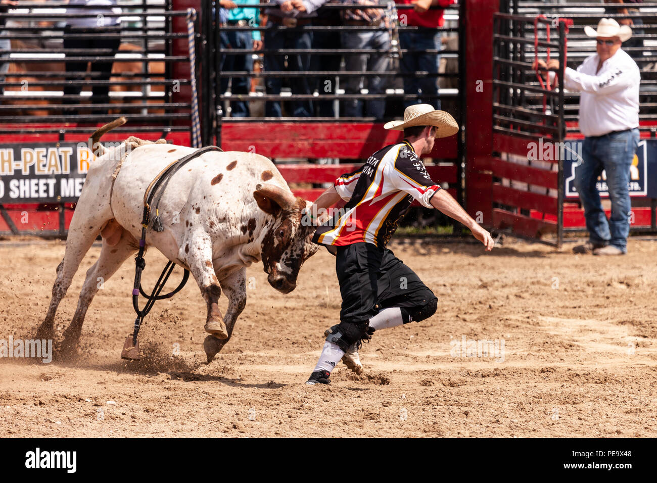 A rodeo clown distracts a bull away from a rider during the 2018 Ram ...