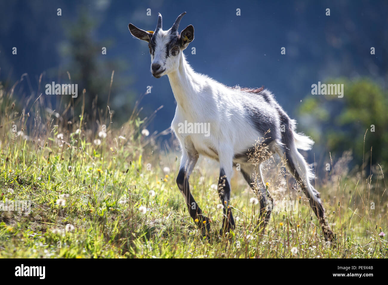 Peacock Goat, Pfauenziege (Capra aegagrus hircus Stock Photo - Alamy