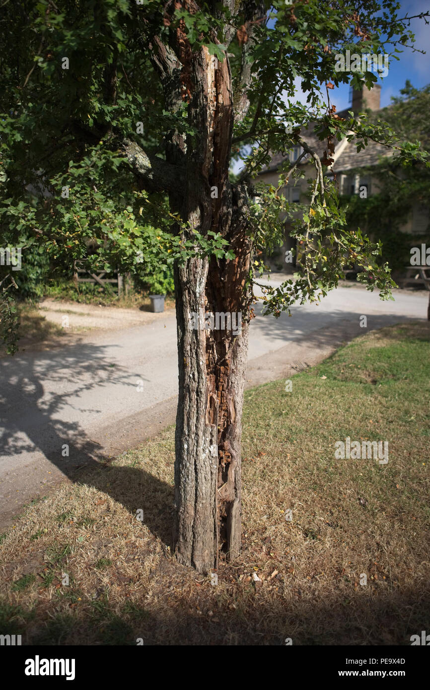 Hawthorn tree rotting away from the inside Stock Photo - Alamy