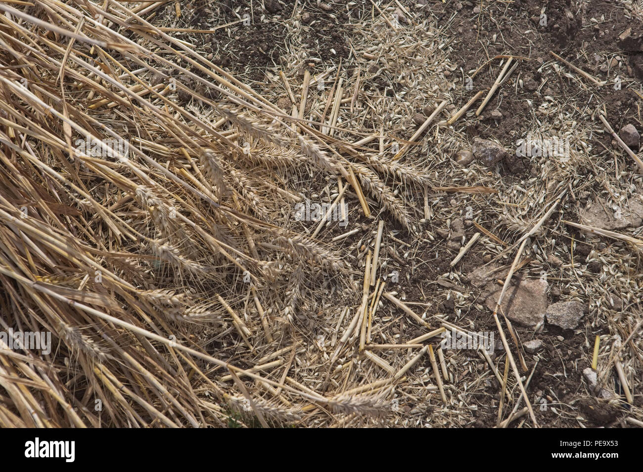 A wheat field after harvesting in August Stock Photo - Alamy