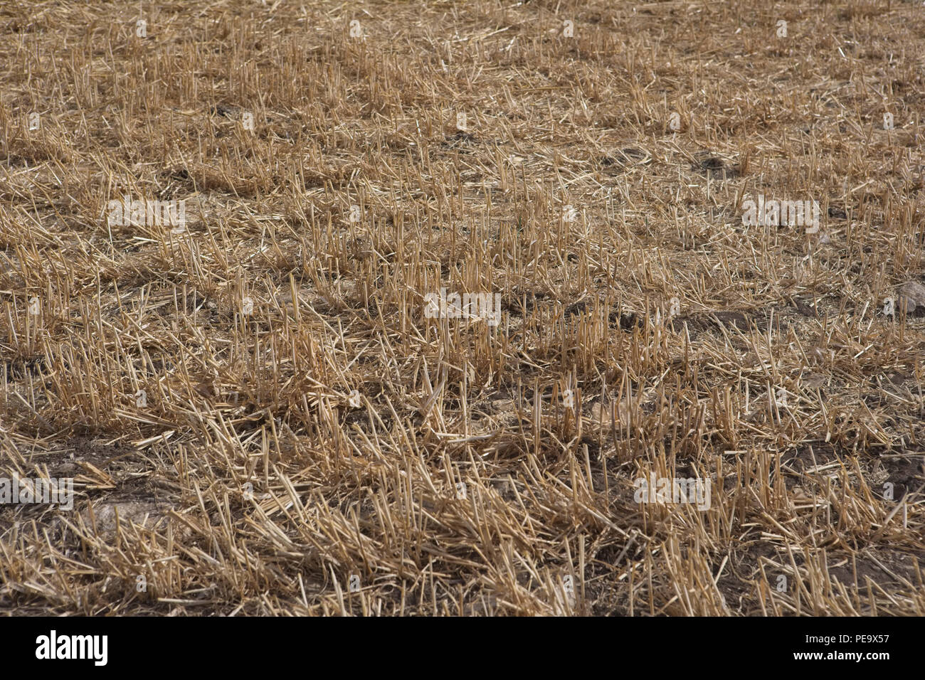 A wheat field after harvesting in August Stock Photo - Alamy