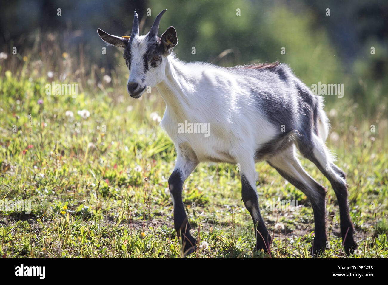 Peacock Goat, Pfauenziege (Capra aegagrus hircus Stock Photo - Alamy