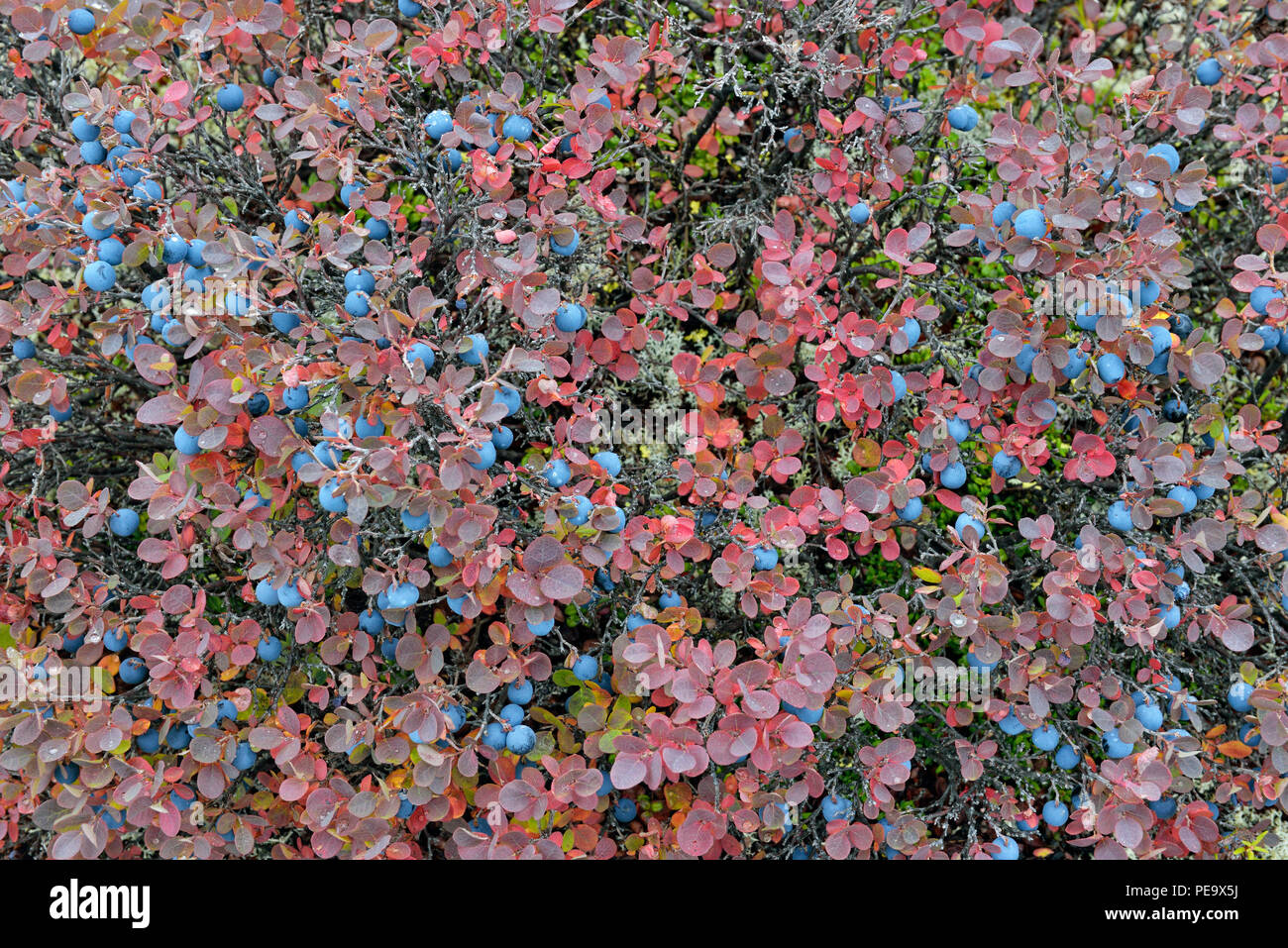 Blueberry on shrub hi-res stock photography and images - Alamy
