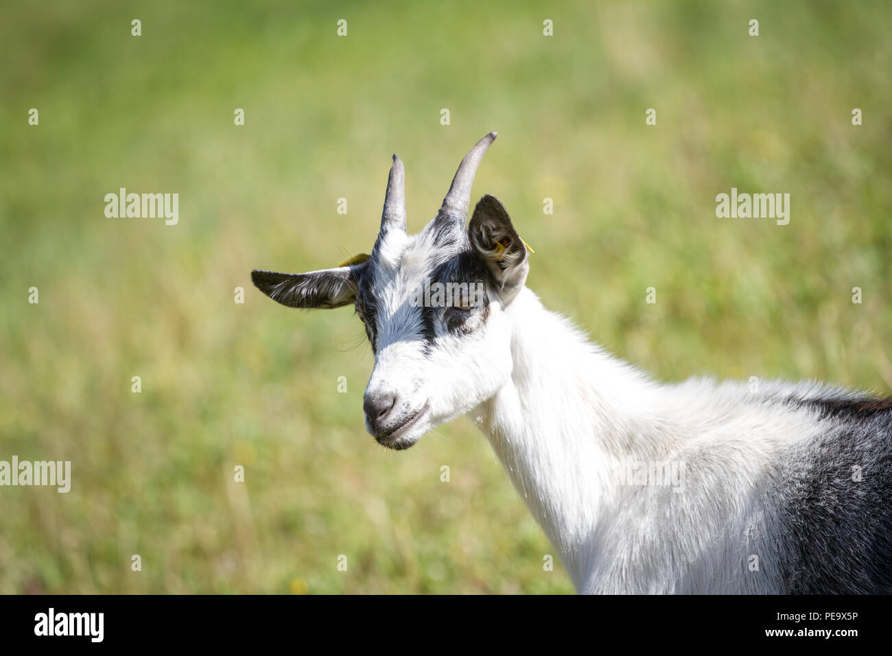 Peacock goat hi-res stock photography and images - Alamy