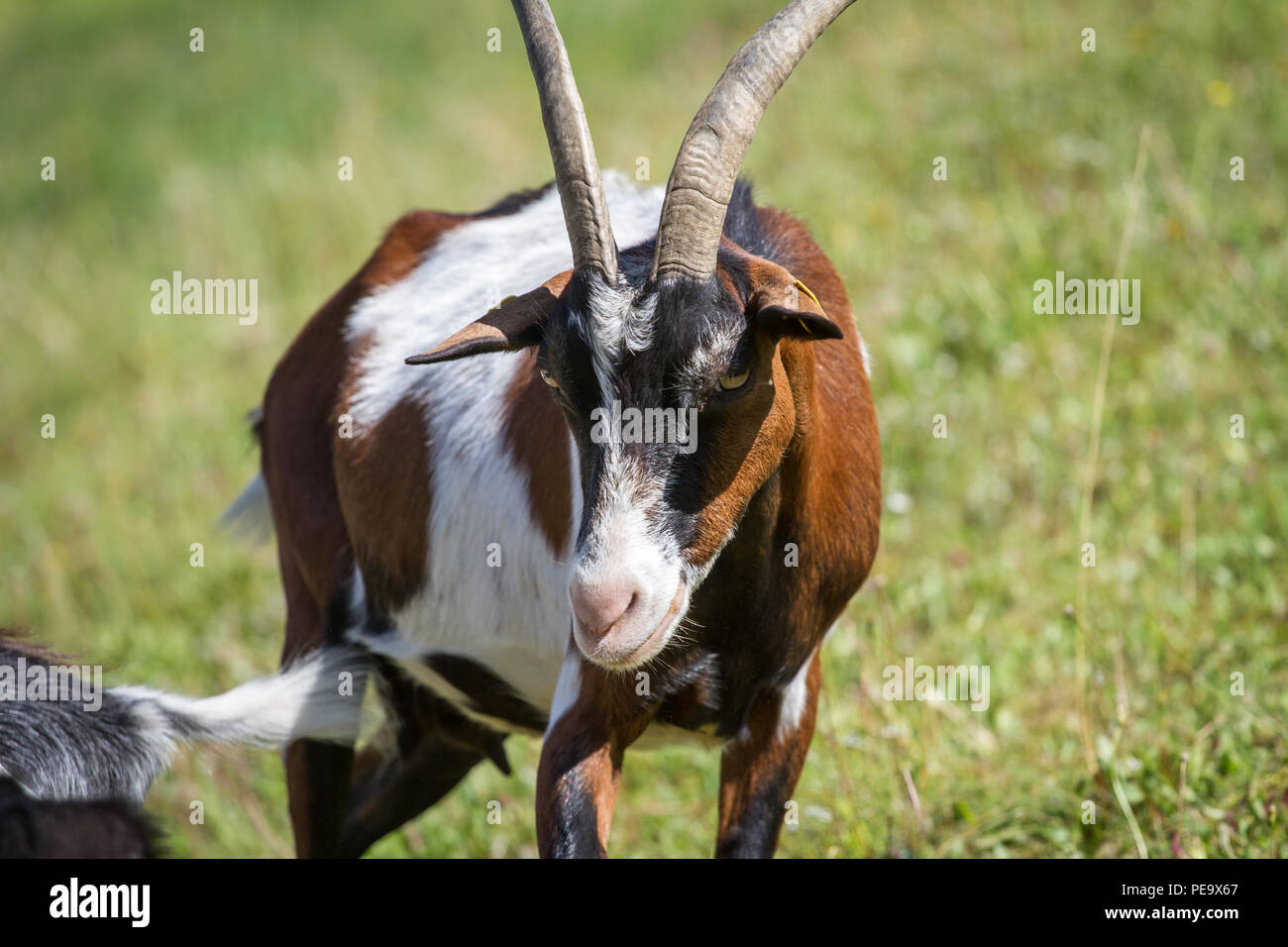 Tauernschecken hi-res stock photography and images - Alamy
