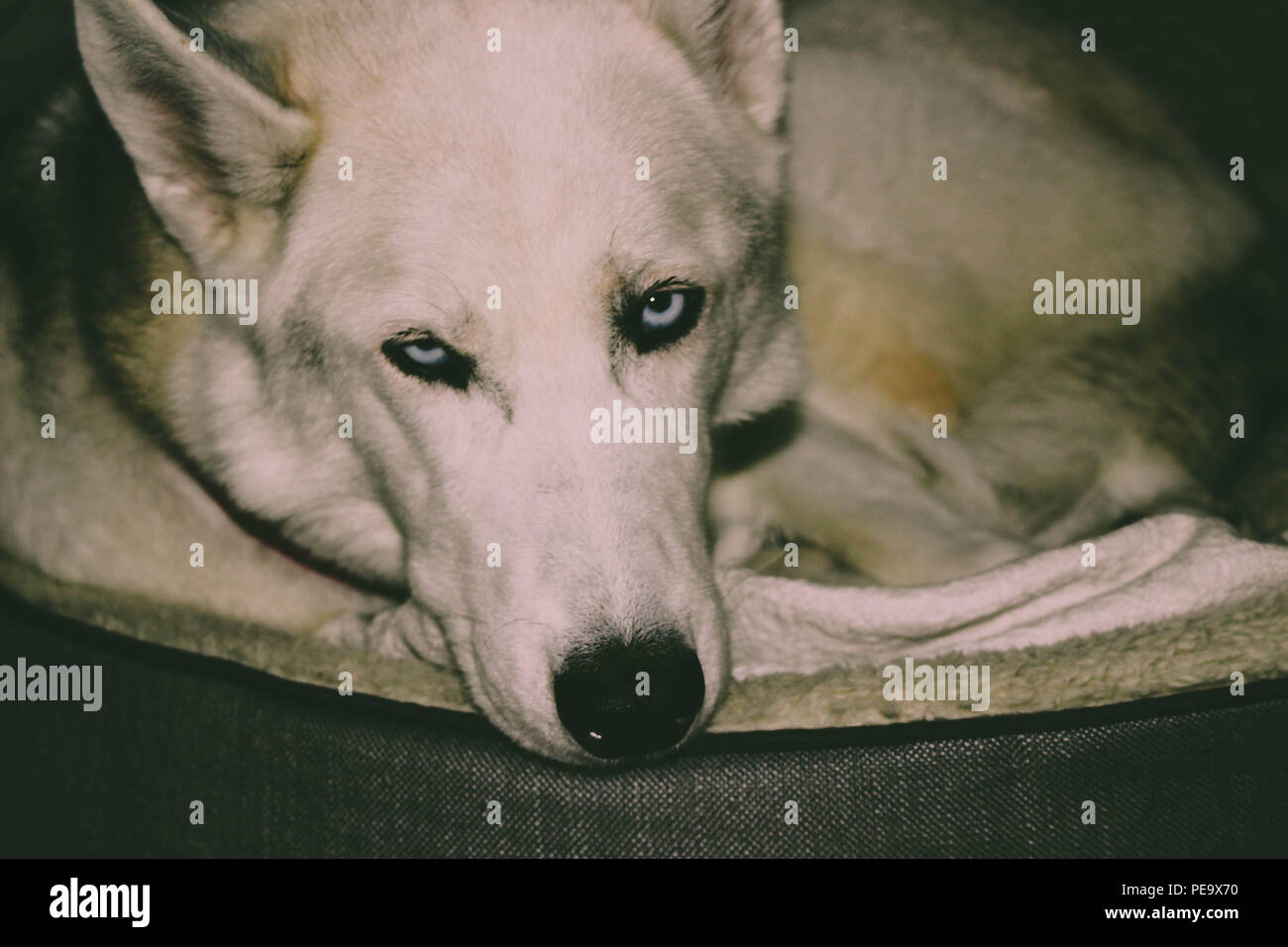 Siberian husky laying in his dog bed looking relaxed Stock Photo - Alamy