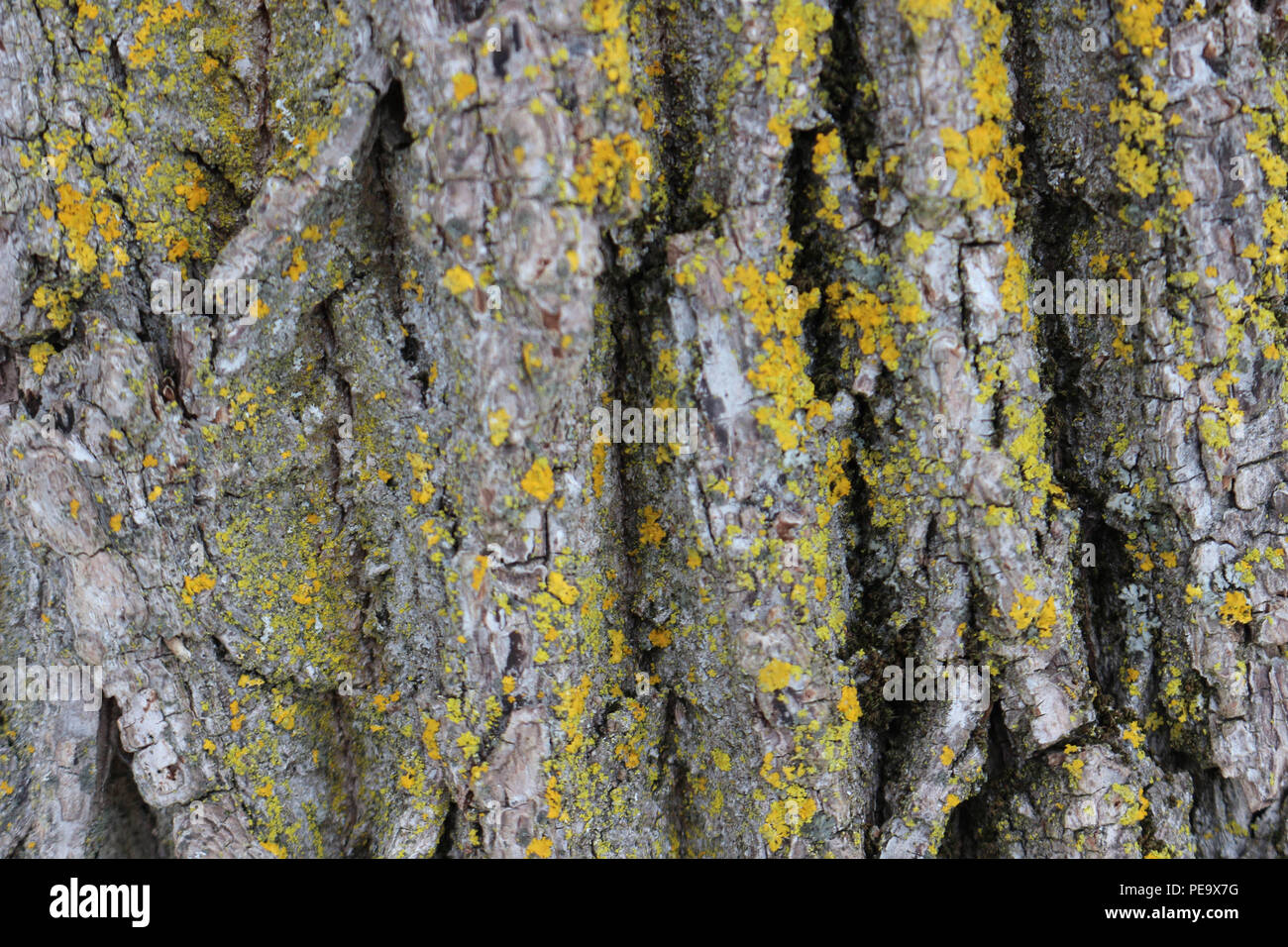 Rough texture on a wood surface, tree bark Stock Photo - Alamy
