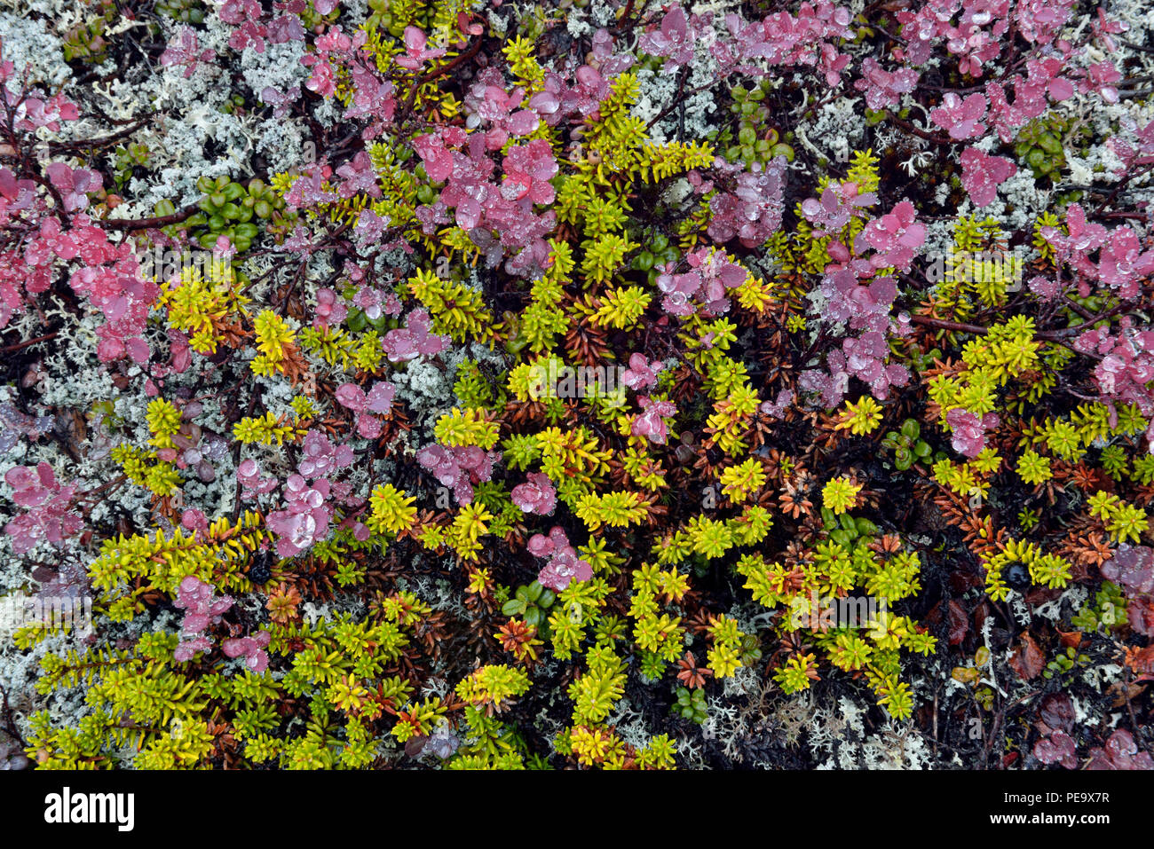Arctic tundra berries hi-res stock photography and images - Alamy