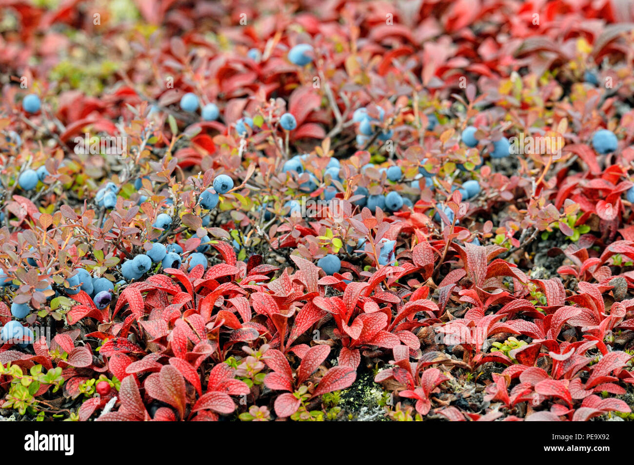 Arctic blueberry (Vaccinium uliginosum) Autumn foliage and berries ...