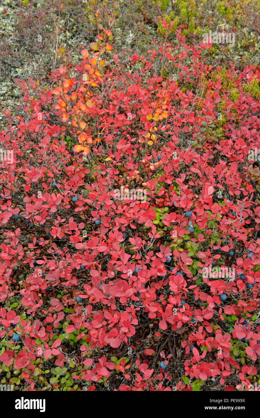 Arctic blueberry (Vaccinium uliginosum) Autumn foliage and berries ...