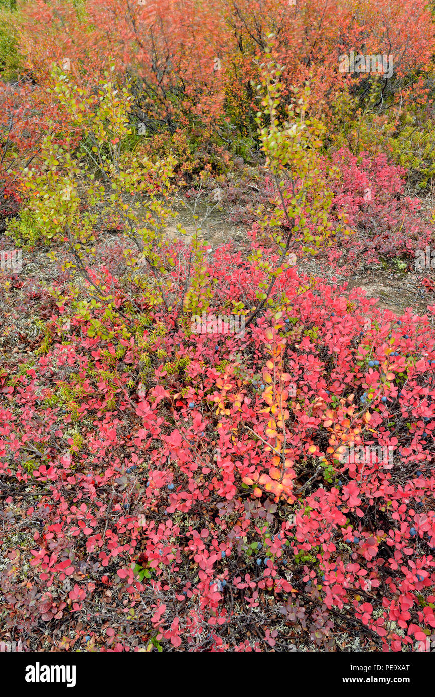 Arctic blueberry (Vaccinium uliginosum) Autumn foliage and berries ...