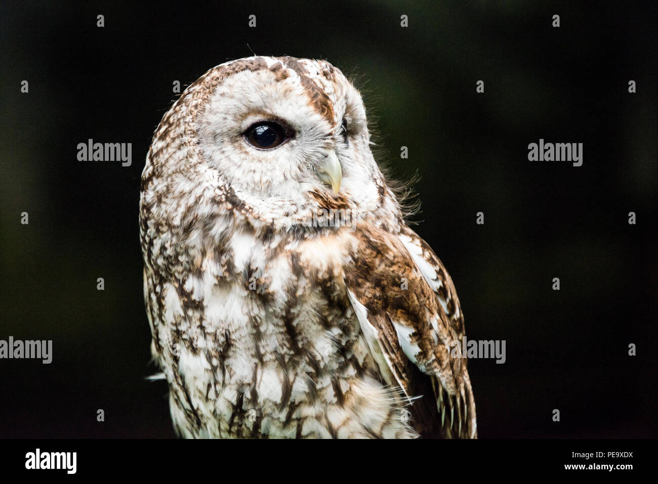A tawny owl (Strix aluco) at The Scottish Owl Centre Stock Photo - Alamy