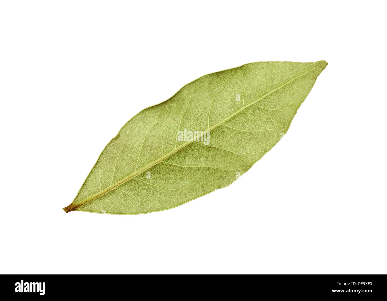 Close up one green laurel leaf isolated on white background, elevated ...