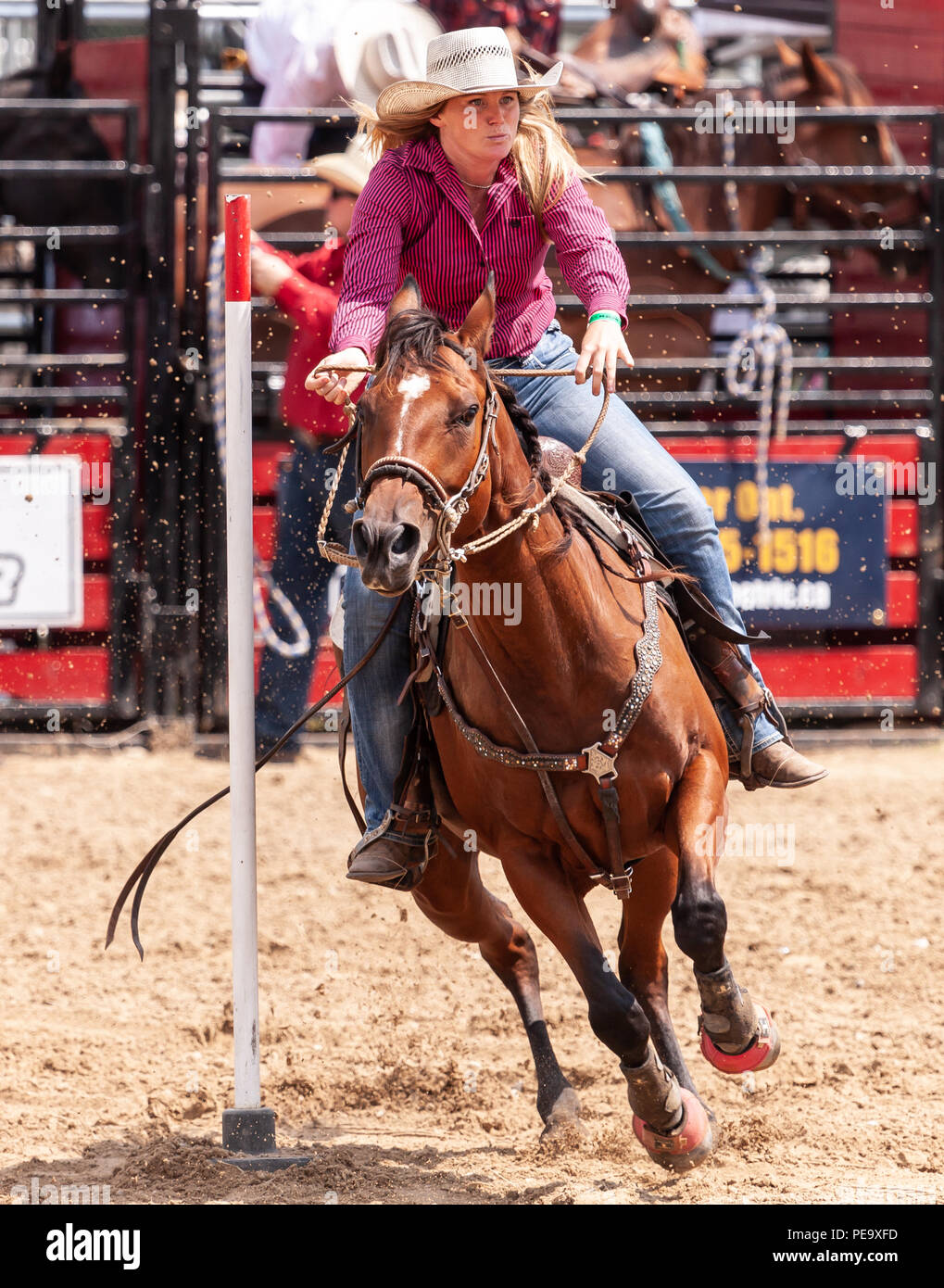 Cowgirls guide their quarterhorses through the Pole Bending course ...
