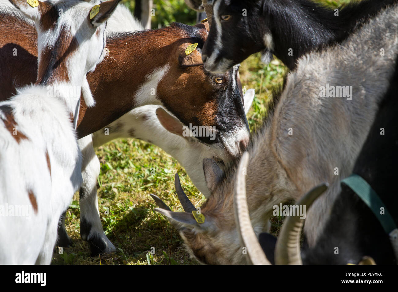 Happy goats hi-res stock photography and images - Alamy