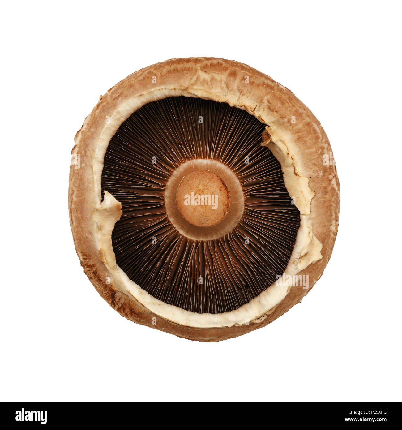 Close up one fresh brown portobello mushroom isolated on white ...