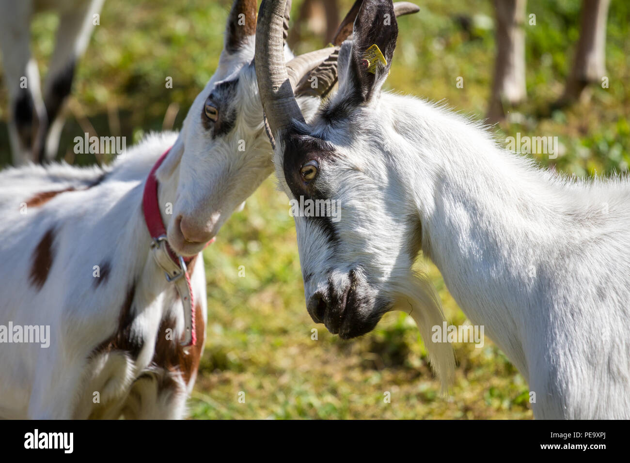 Mountain goats (Capra aegagrus hircus Stock Photo - Alamy